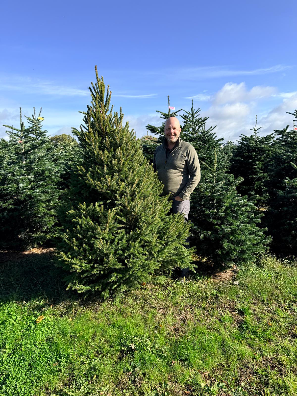 2) Premier Cut Spruce – Chesterfield Christmas Trees